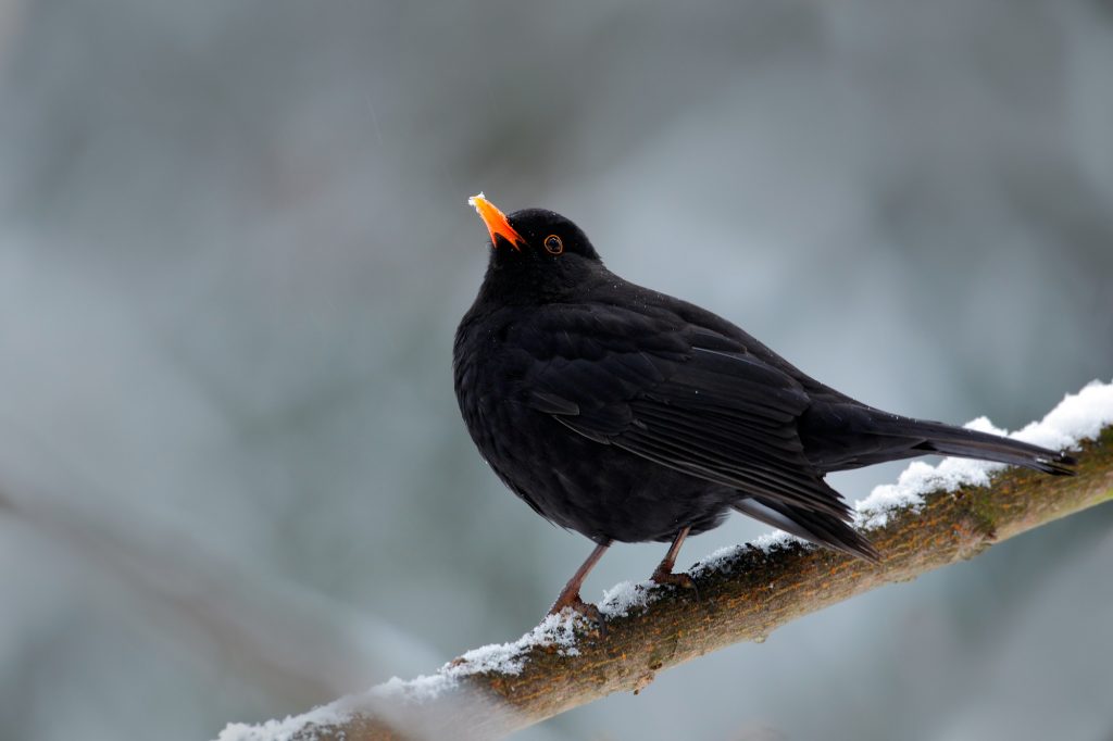 Ultimate Guide To Blackbirds: Everything You Need To Know