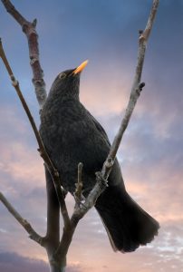 Ultimate Guide To Blackbirds: Everything You Need To Know