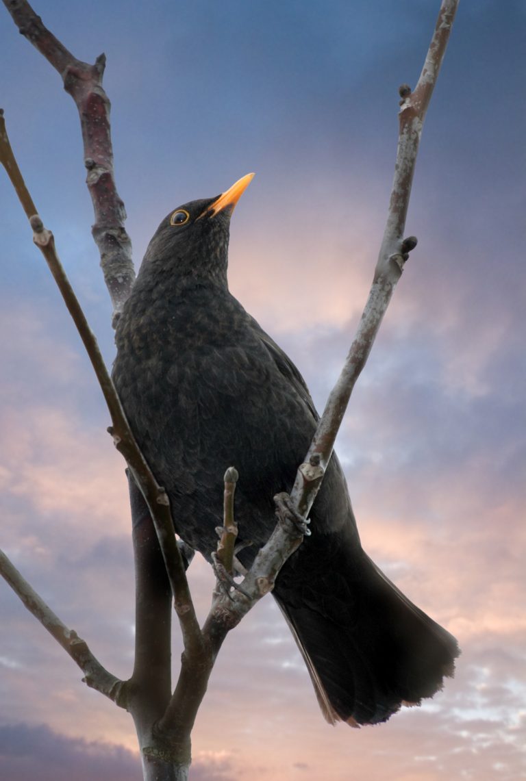 Ultimate Guide To Blackbirds: Everything You Need To Know