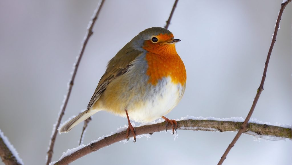 The Ultimate Guide To Robins: Everything You Need To Know!