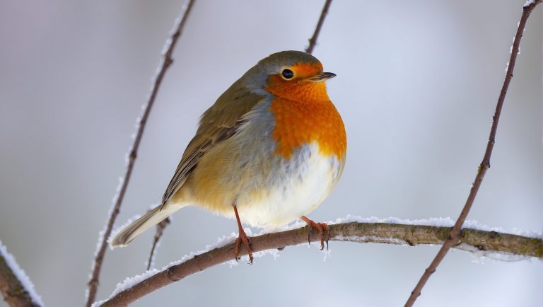The Ultimate Guide To Robins: Everything You Need To Know!