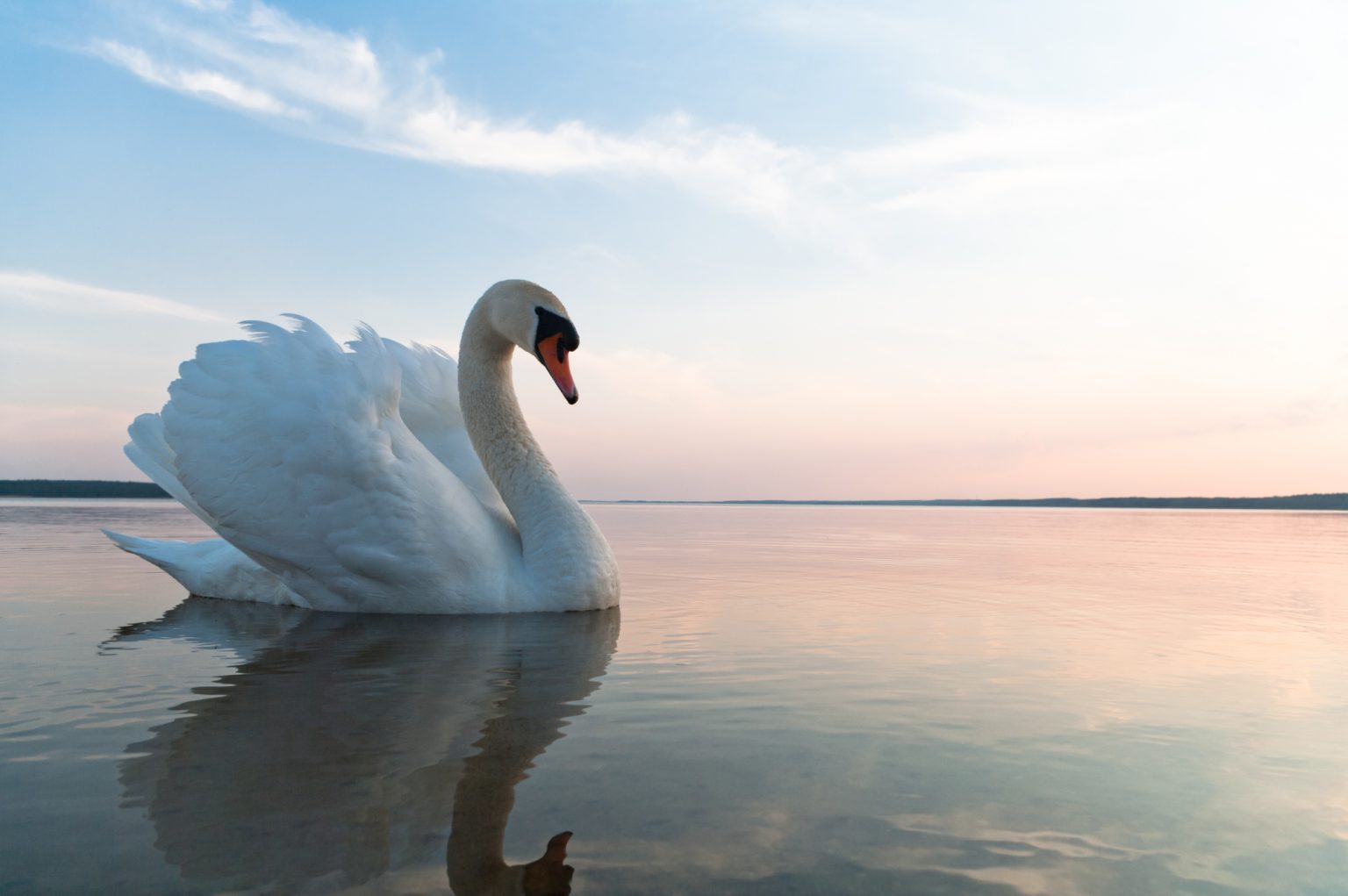The Ultimate Guide To Swans: Everything You Need To Know!