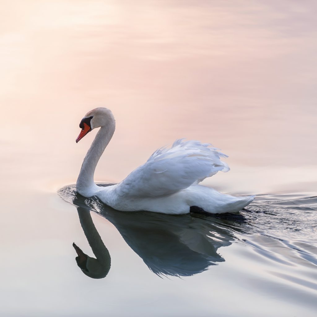 The Ultimate Guide To Swans: Everything You Need To Know!