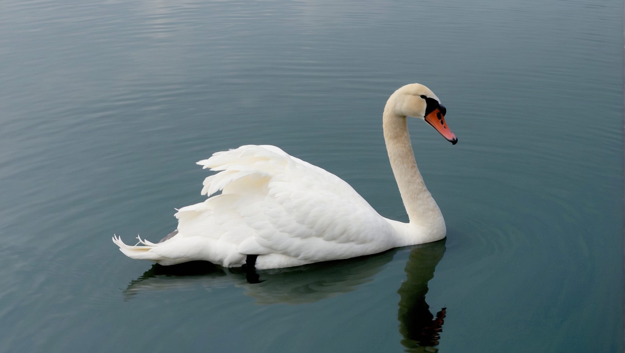 The Ultimate Guide To Swans: Everything You Need To Know!
