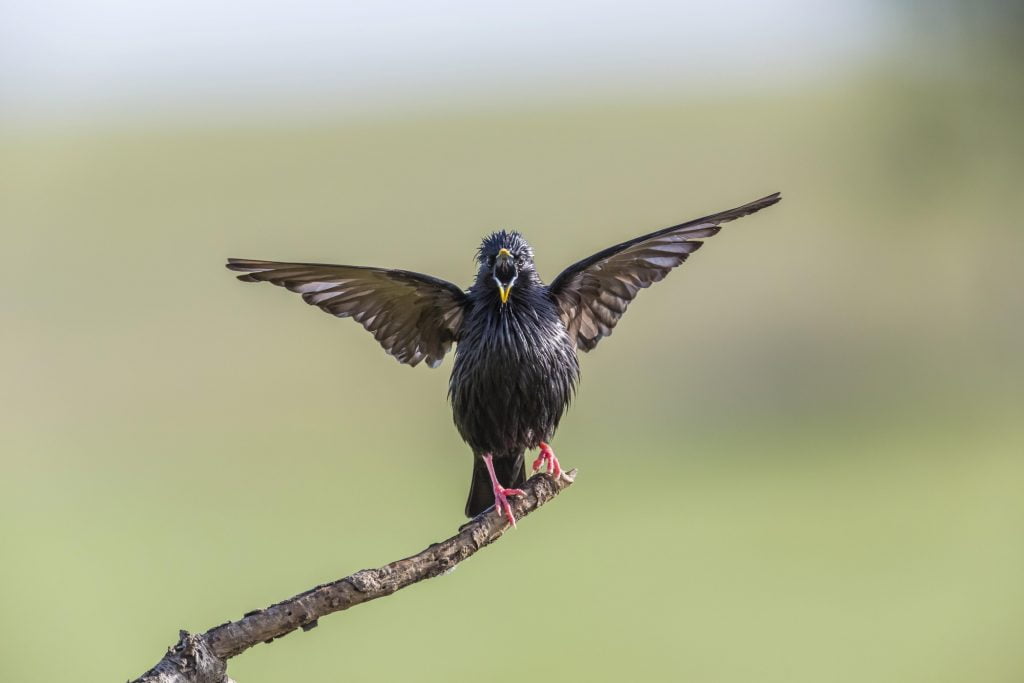 The Ultimate Guide To Starlings: Everything You Need To Know!