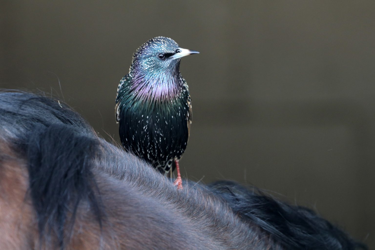 The Ultimate Guide To Starlings: Everything You Need To Know!