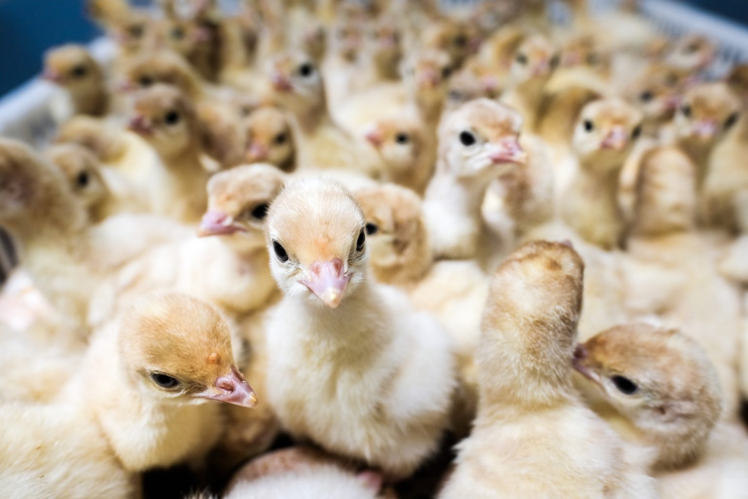 The Ultimate Guide To Turkeys: Everything You Need To Know!