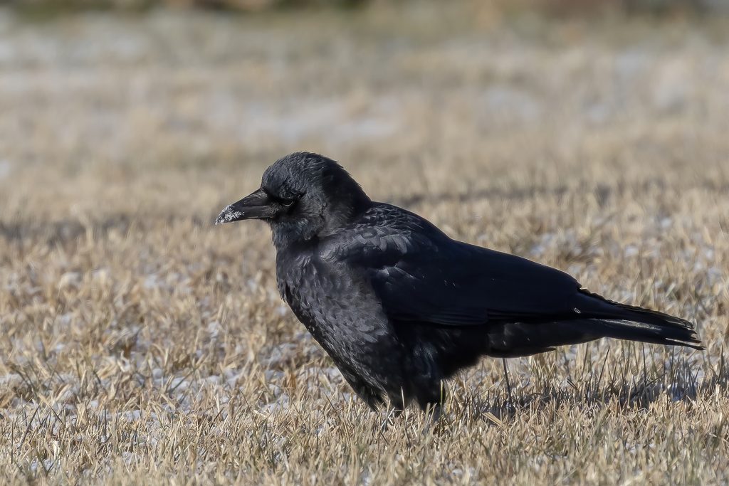 The Ultimate Guide To American Crows: Everything You Need To Know!