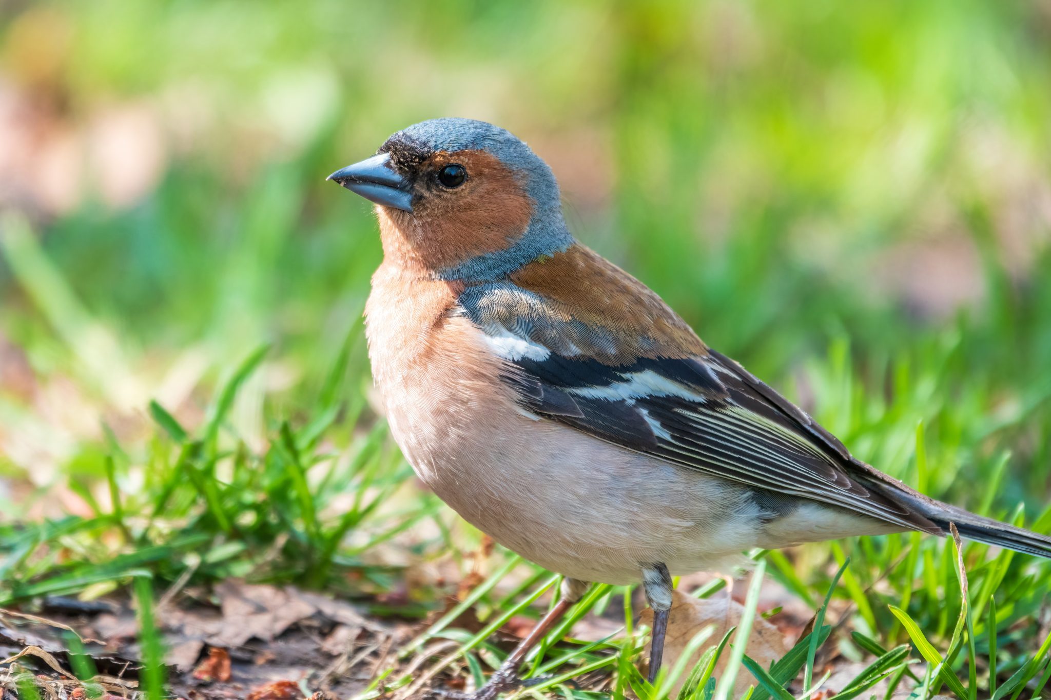 The Ultimate Guide To Chaffinches: Everything You Need To Know!