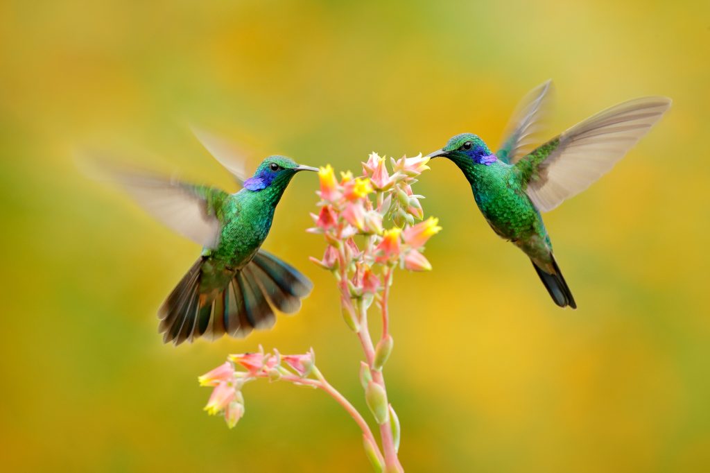 The Ultimate Guide To Hummingbirds: Everything You Need To Know!