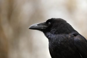The Ultimate Guide To Ravens: Everything You Need To Know!