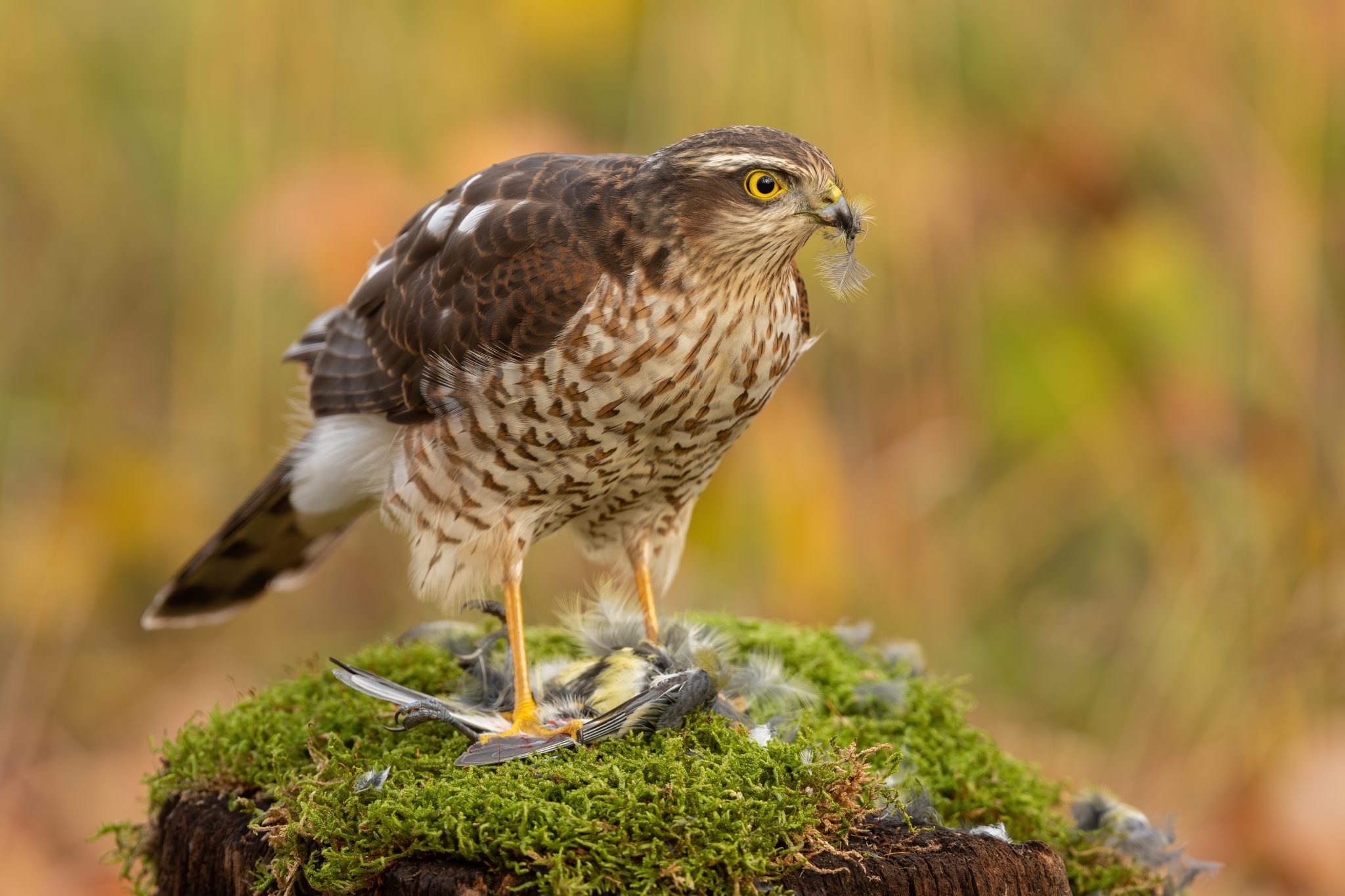 The Ultimate Guide To Sparrowhawks: Everything You Need To Know!
