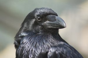 The Ultimate Guide To Ravens: Everything You Need To Know!