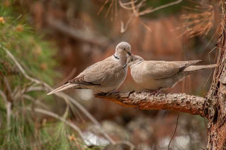 The Ultimate Guide To Collared Doves: Everything You Need To Know!