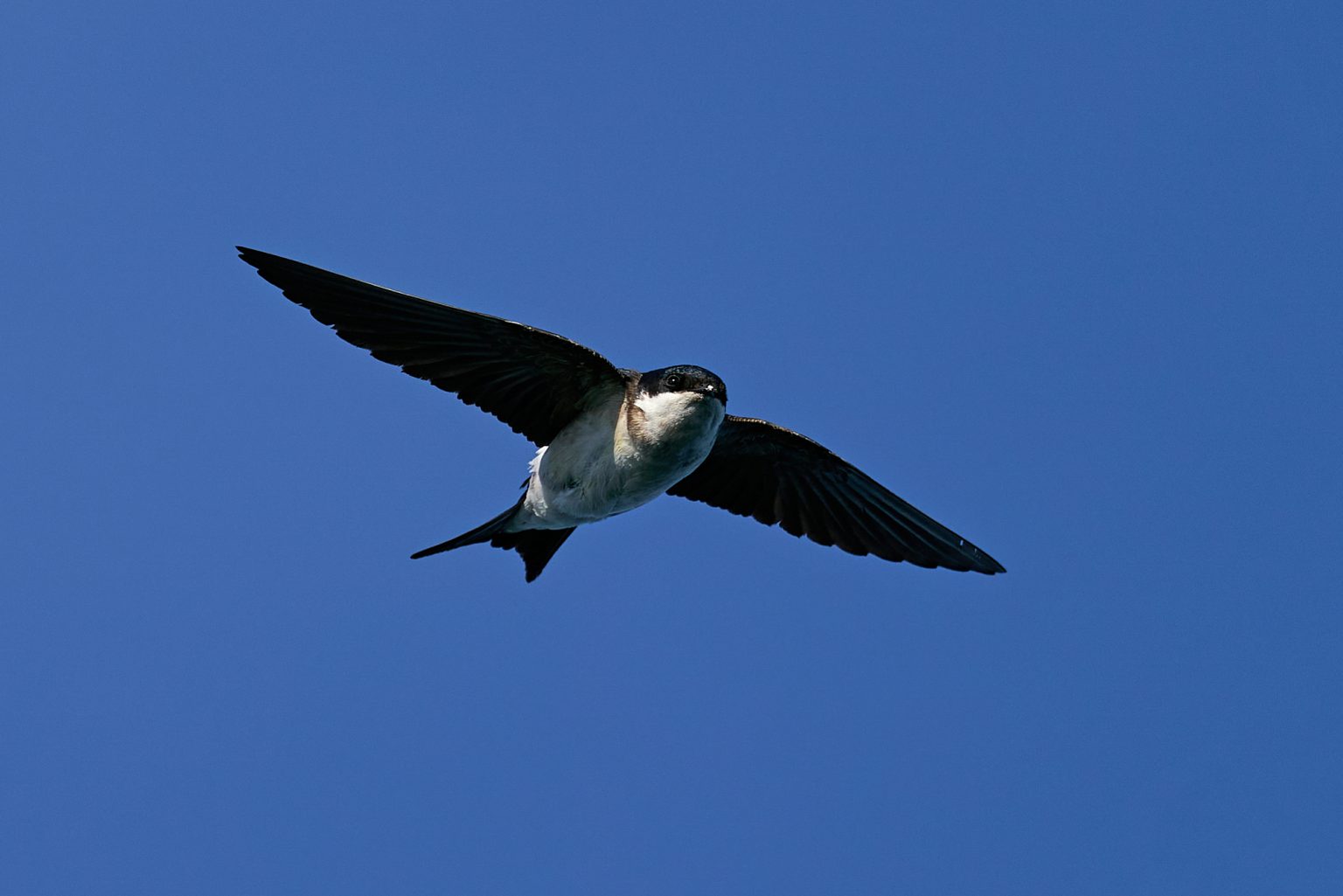 The Ultimate Guide To Western House Martins: Everything You Need To Know!