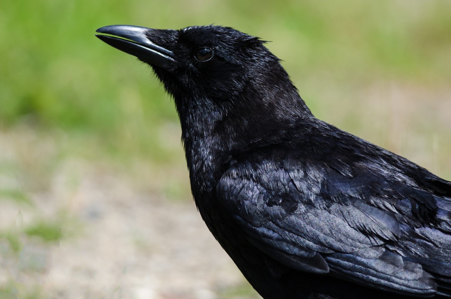 The Ultimate Guide To American Crows: Everything You Need To Know!