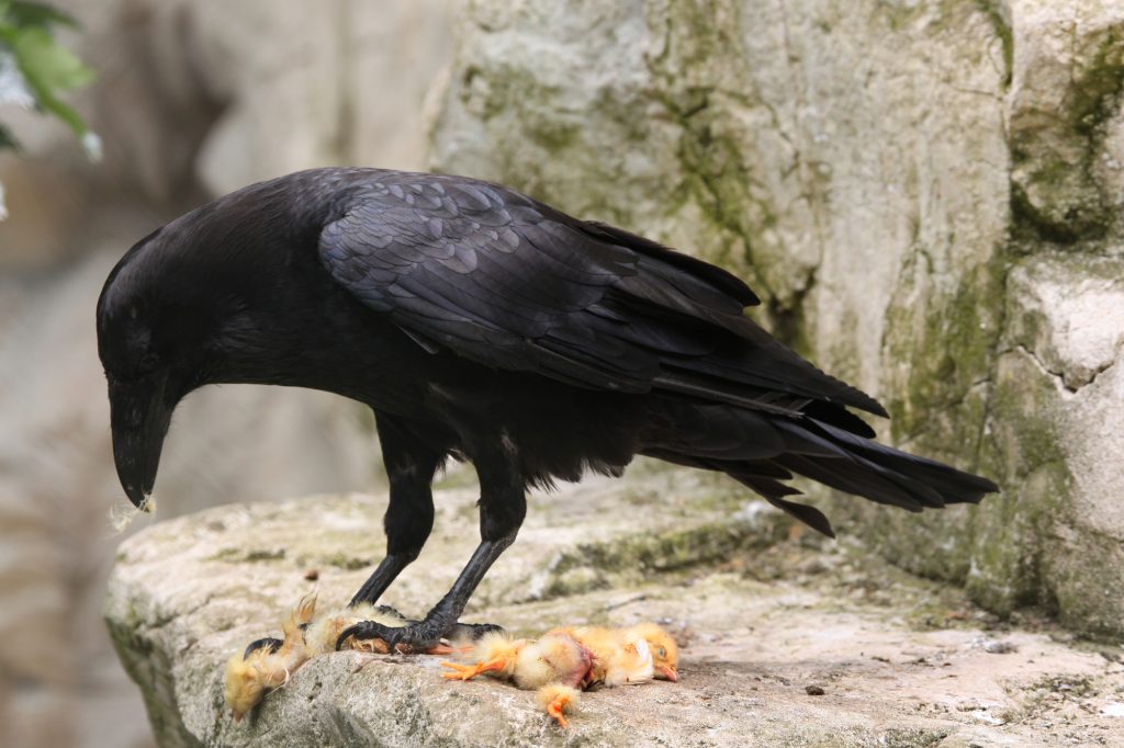 The Ultimate Guide To American Crows: Everything You Need To Know!