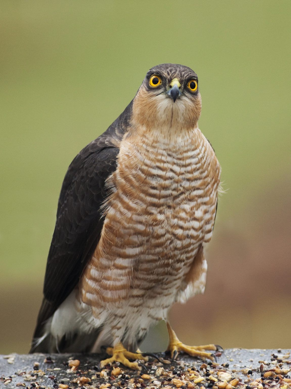 The Ultimate Guide To Sparrowhawks: Everything You Need To Know!