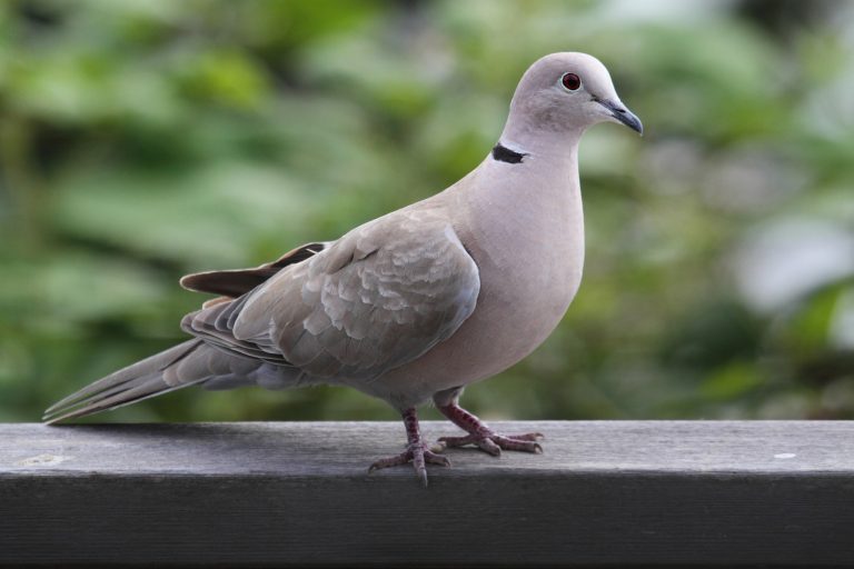 The Ultimate Guide To Collared Doves: Everything You Need To Know!