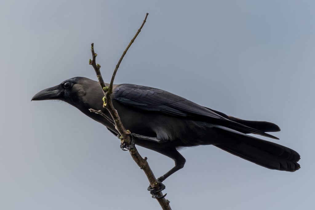 The Ultimate Guide To Ravens: Everything You Need To Know!